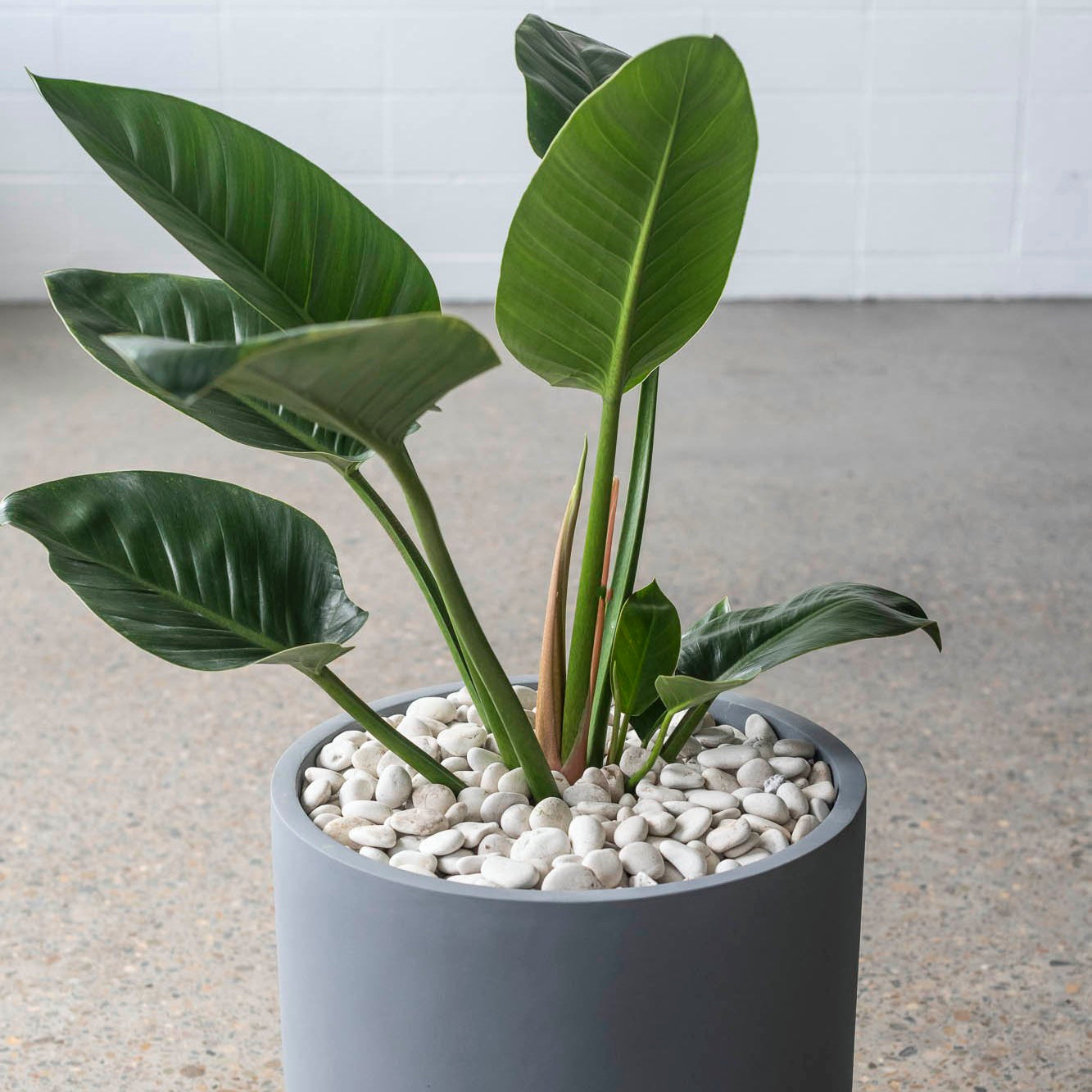 Baja (set of 2 indoor pots) - Indoor Pot Supply Co.